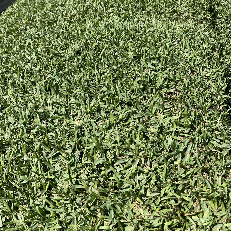 Turf Varieties - AOK Turf