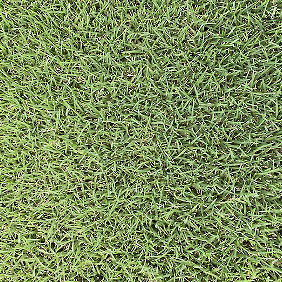Turf Varieties - AOK Turf